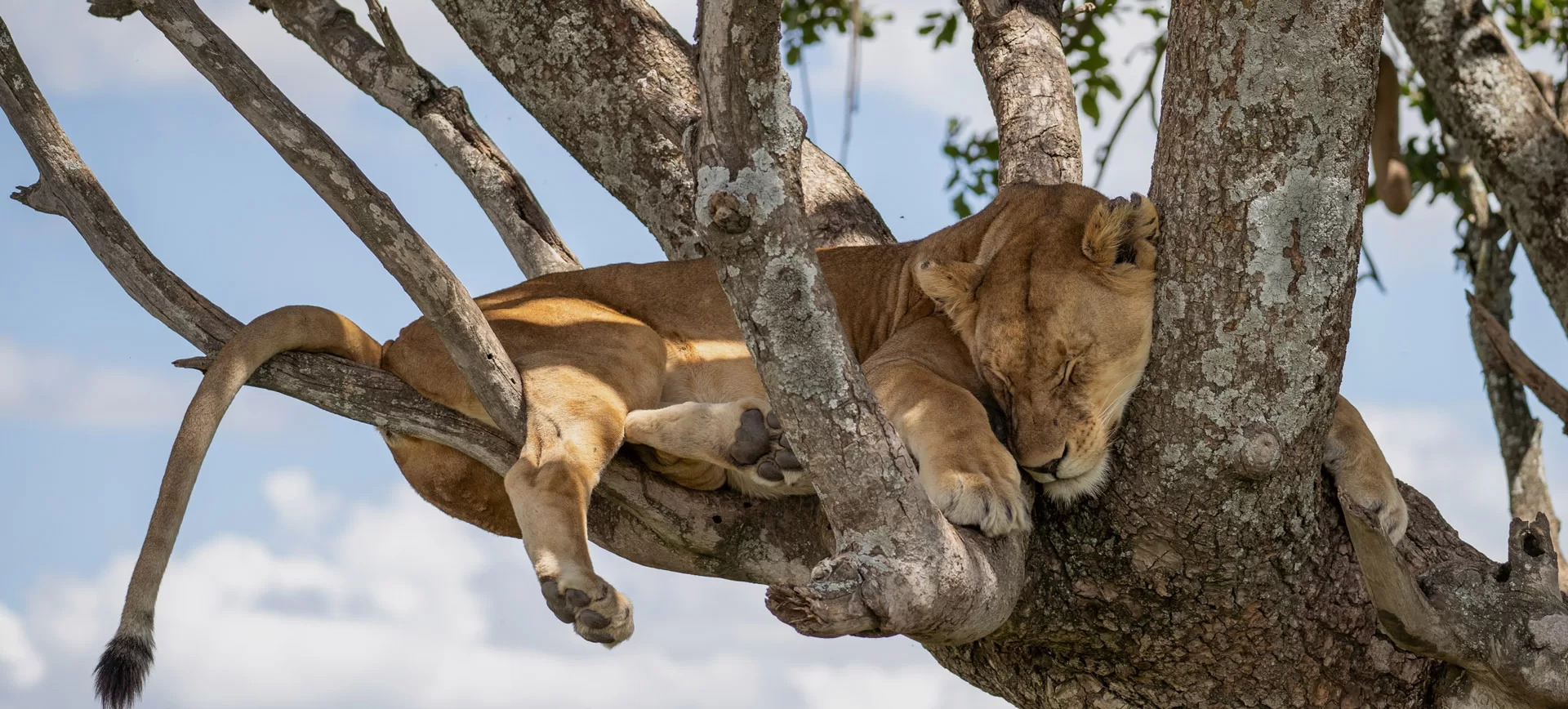 Katavi National Park -Wilderness and Abundant Wildlife.