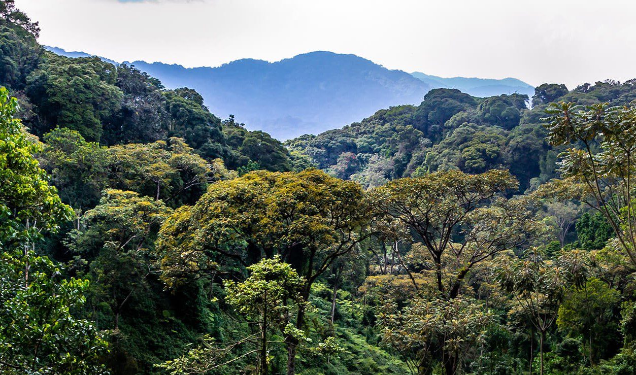 Rwanda Luxury Safari | Gorilla Trekking, Primate Encounters and Scenery